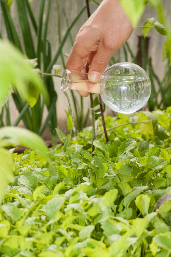 Flask with Clear Water and Green Plants Stock Image - Image of ...