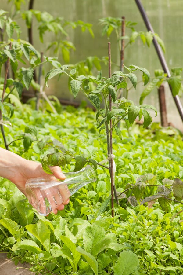 Flask with Clear Water and Green Plants Stock Photo - Image of clear ...