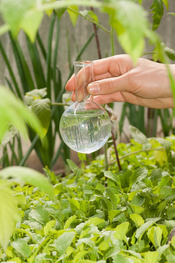 Flask with Clear Water and Green Plants Stock Image - Image of ...