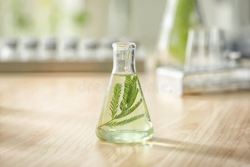 Flask with Plant on Table in Laboratory Stock Image - Image of leaf ...