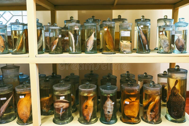 Flasks and Test Tubes with Samples of Living Organisms and Animals in ...