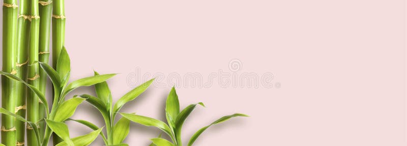 Flat Background. Green Bamboo Branches on Pink Background Space for ...
