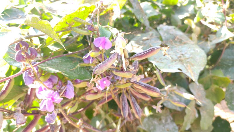 Flat Beans on the Creeper. Healthy and Tasty Vegetable Stock Image ...