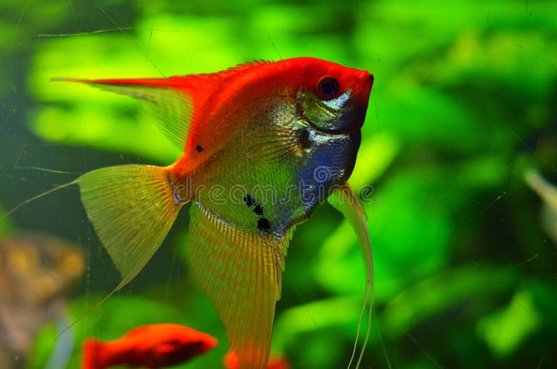 Flat, Beautiful Silver Fish with a Long Fin Stock Image - Image of aqua ...