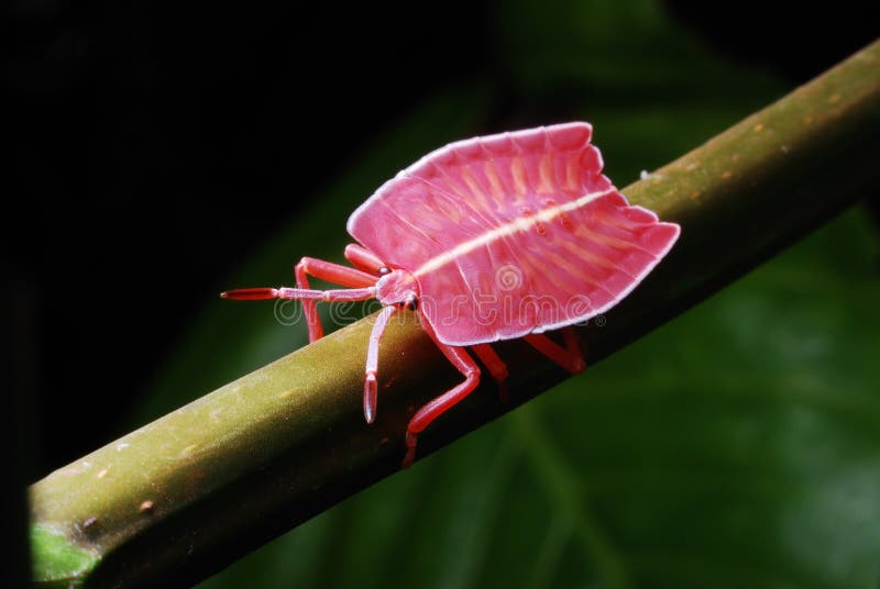 Flat Bodied Bug stock photo. Image of body, insect, detail - 14021706