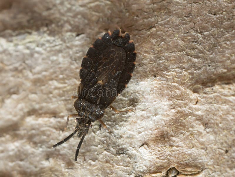 Flat Bug (Aradidae) Sitting on Wood Stock Image - Image of brown ...