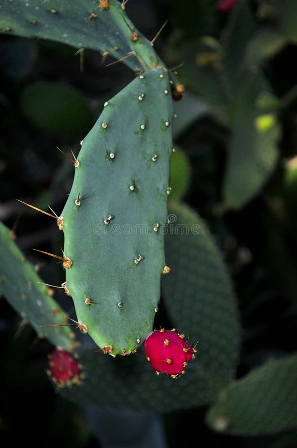 Flat Cactus with a Beautiful Red Barrel Shaped Flower Stock Photo ...