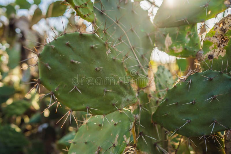 Flat Cactus in the Desert among Dried Plants Stock Image - Image of ...