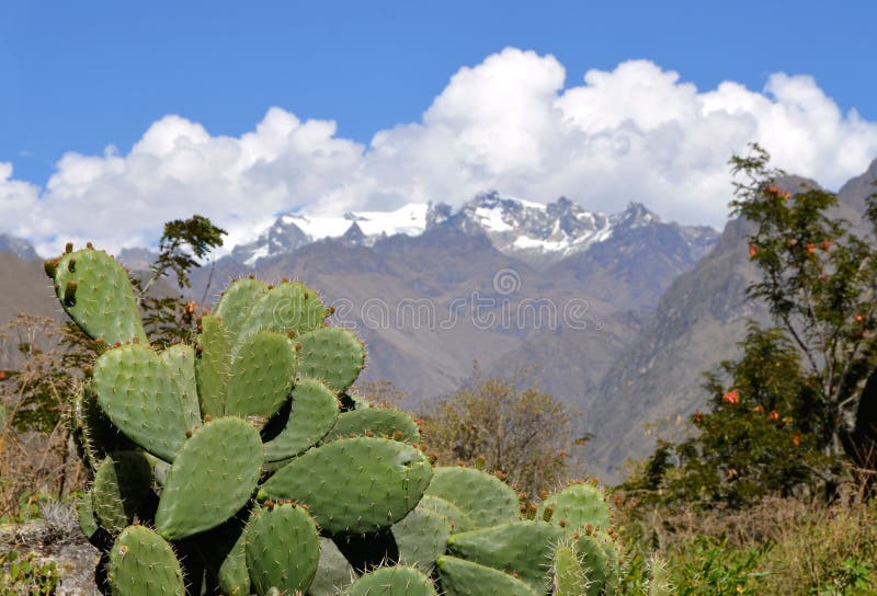 Flat Cactus with Snow Moutains in the Background Stock Photo - Image of ...