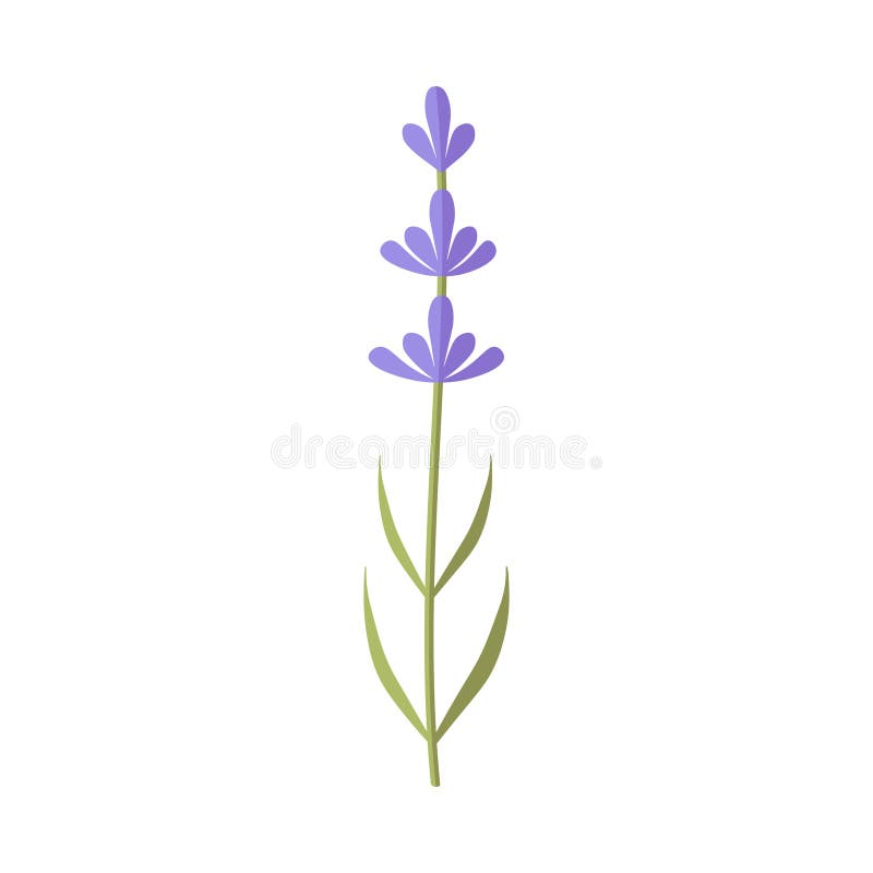 Flat Cartoon Green Purple Lavender Herb Icon Illustration Stock Vector ...