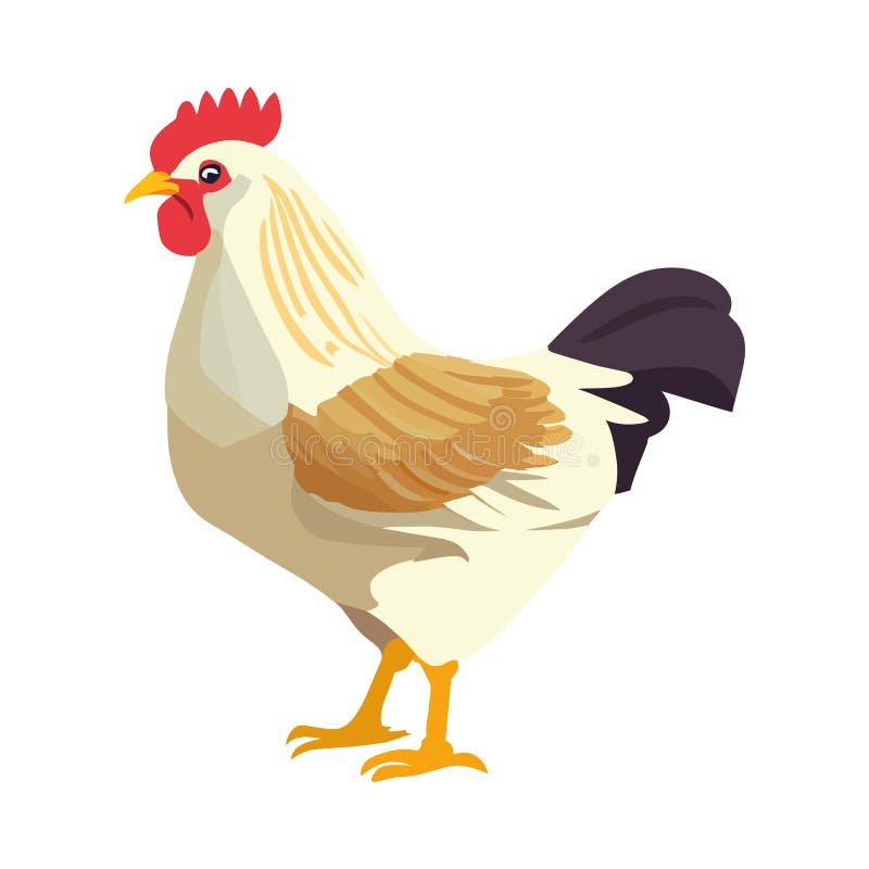 Flat chicken design stock vector. Illustration of animal - 274723101