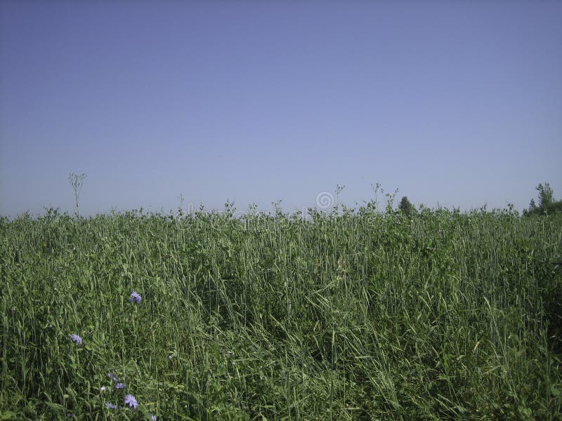 A Flat, Clear Field of Uncut Grass on a Clear, Cloudless Day Stock ...