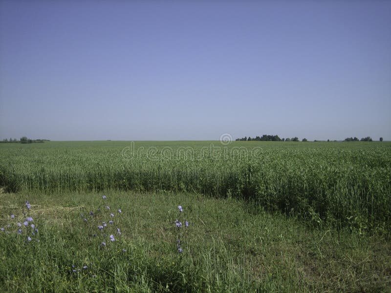 A Flat, Clear Field of Uncut Grass on a Clear, Cloudless Day Stock ...