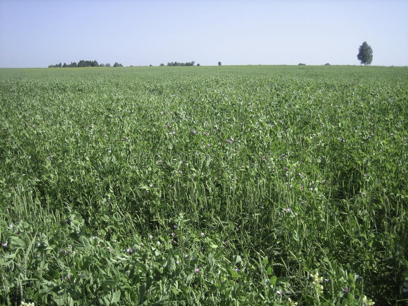 A Flat, Clear Field of Uncut Grass on a Clear, Cloudless Day Stock ...