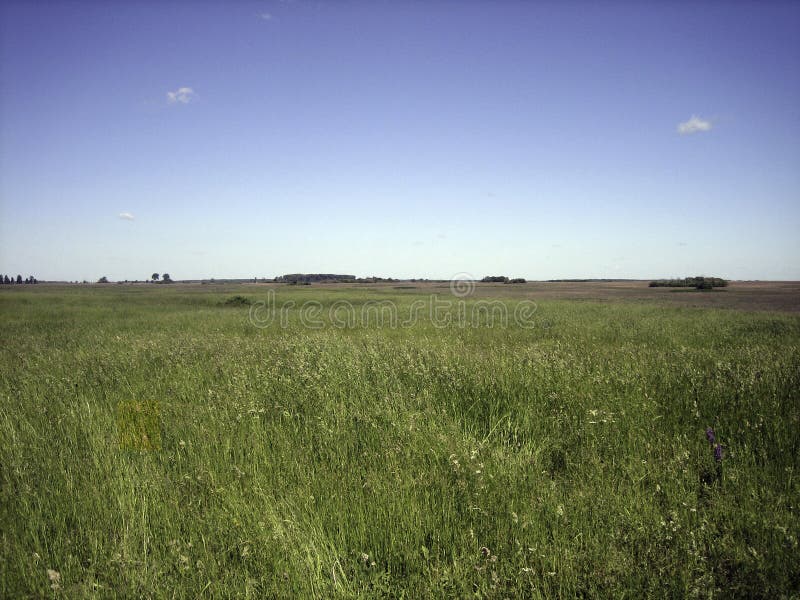 A Flat, Clear Field of Uncut Grass on a Clear, Cloudless Day Stock ...