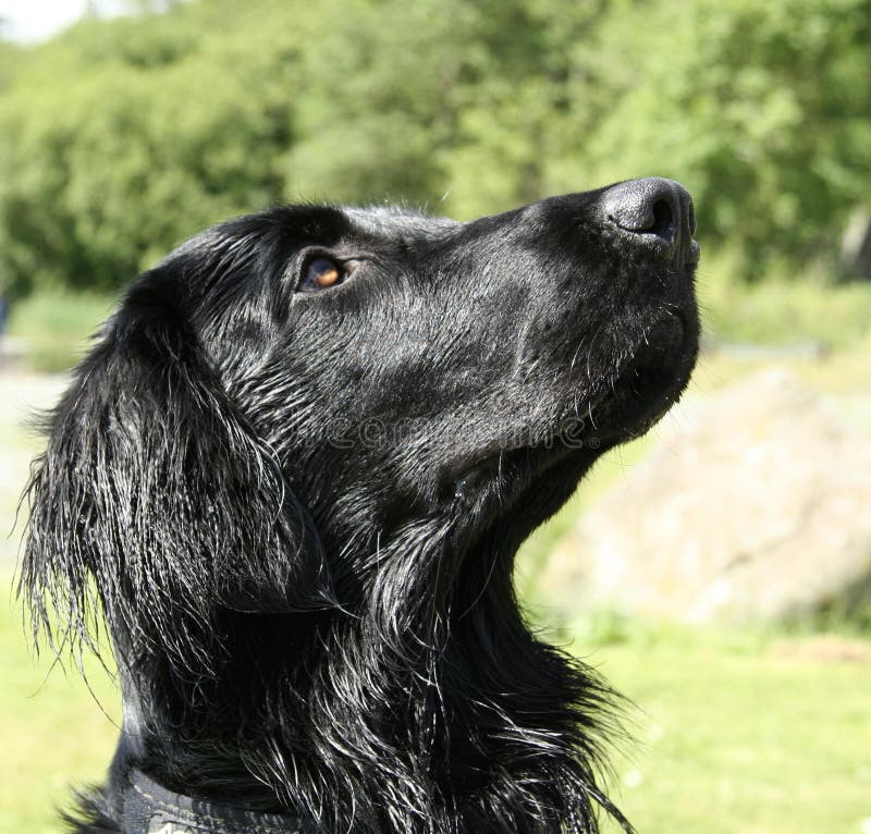 Flat Coat Retriever in Autumn Stock Photo - Image of playing, grass ...
