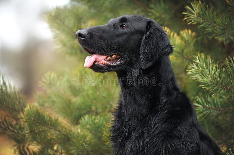 Flat Coated Retirever Dog Posing Next To Pine Trees Stock Image - Image ...