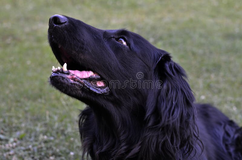 Flat coated retriever stock photo. Image of isolated - 95990636