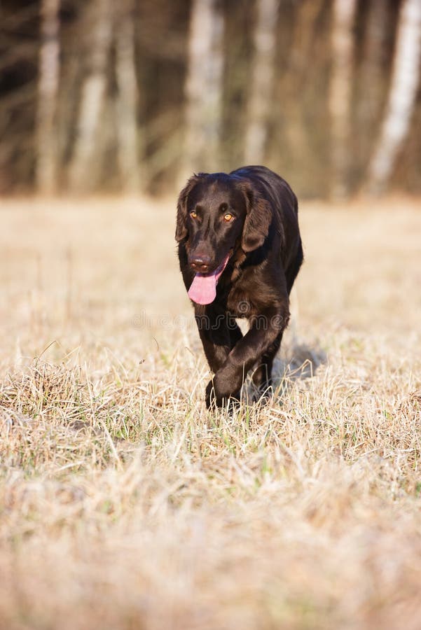 Flat Coated Retriever Dog on a Field Stock Image - Image of young ...