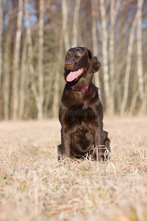 Flat Coated Retriever Dog on a Field Stock Image - Image of collar ...