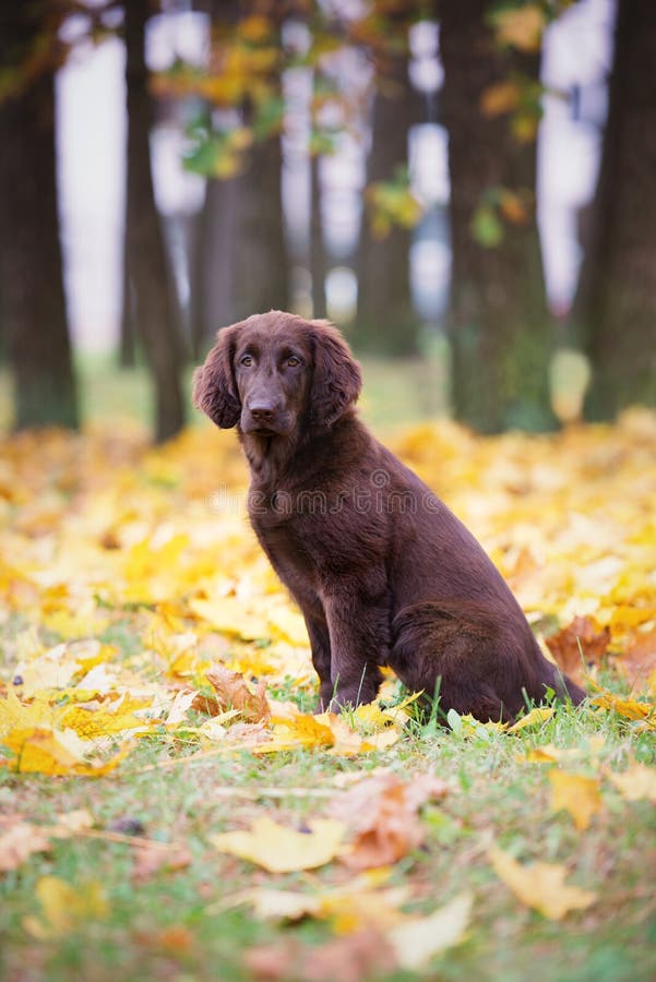 Flat Coated Retriever Puppy Stock Image - Image of pedigree, light ...