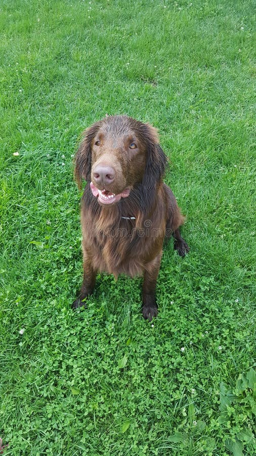 Flat coated retriever editorial image. Image of sitting - 81078030