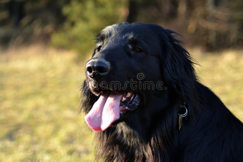 Flat coated retriever stock image. Image of flat, canine - 86481633