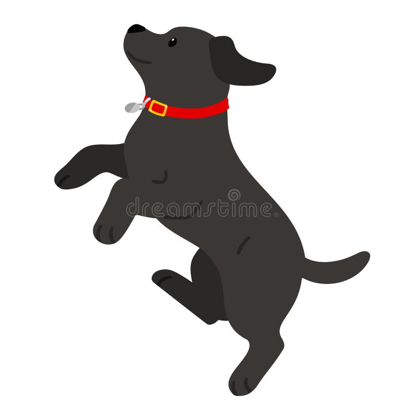 Flat Colored Black Labrador with a Red Collar Jumping in Side View ...
