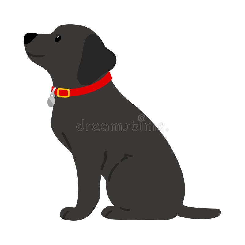 Flat Colored Black Labrador with a Red Collar Sitting in Side View ...