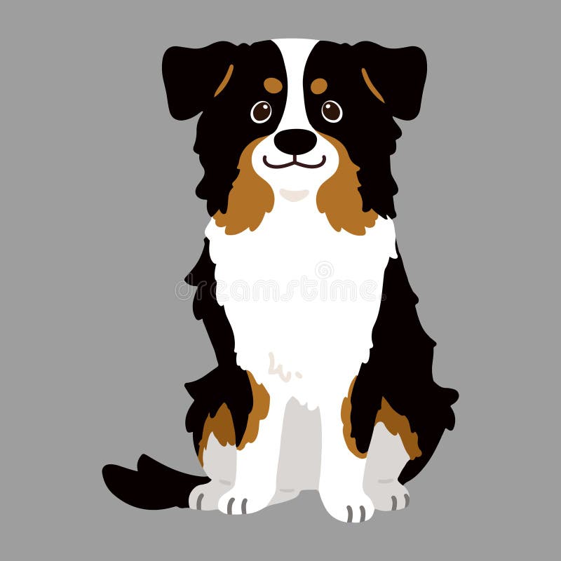 Flat Colored Black Tri Australian Shepherd Dog Sitting in Front View ...