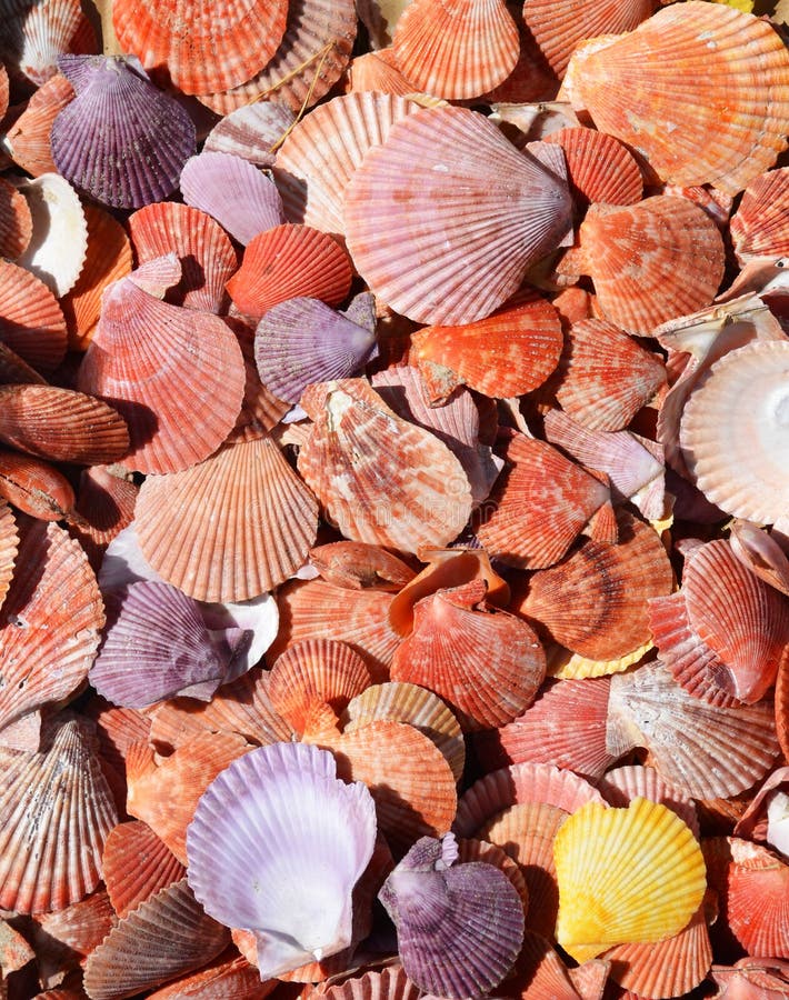 Flat And Colorful Sea Shells Background Picture. Image: 33045133