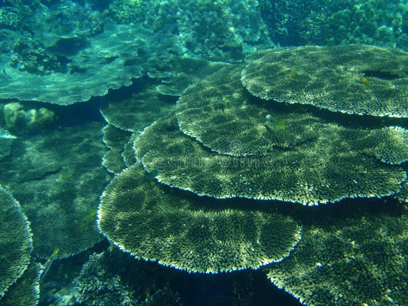 Flat coral stock photo. Image of clear, disc, green, coral - 10798430