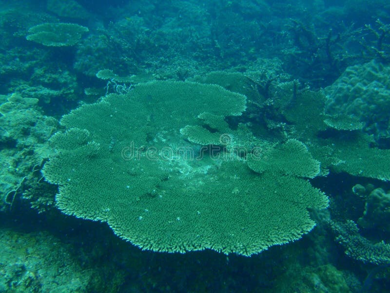 Flat coral stock photo. Image of clear, ground, exotic - 11007788
