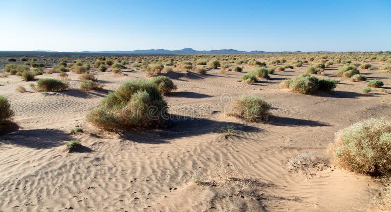 Flat Desert with Some Grass. Stock Photo - Image of sand, bush: 125691318