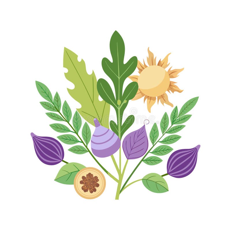 Stylized Fig Arrangement with Sun and Leaves Isolated on White ...