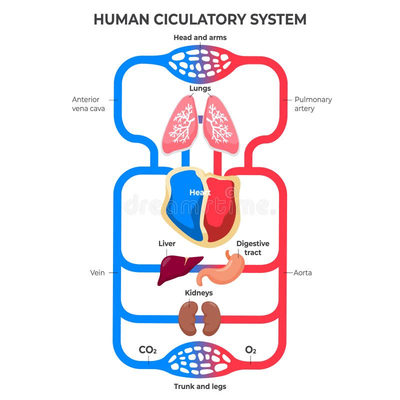 Flat Design Circulatory System Infographic Illustration Vector Stock ...