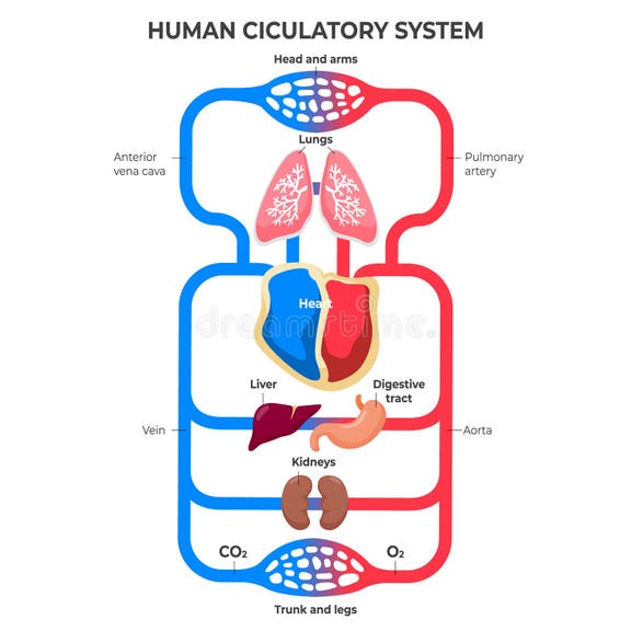 Flat Design Circulatory System Infographic Illustration Vector Stock ...