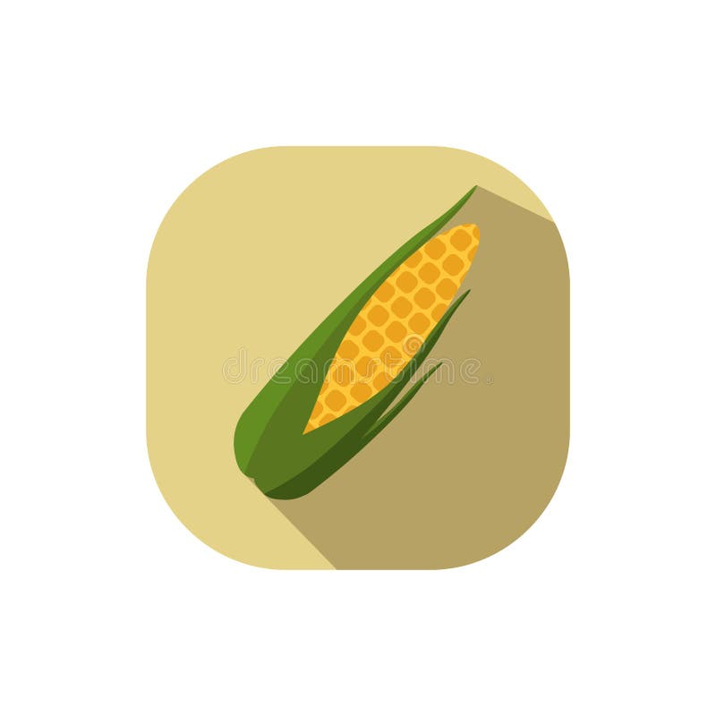 Flat design Corn stock illustration. Illustration of freshness - 135588139