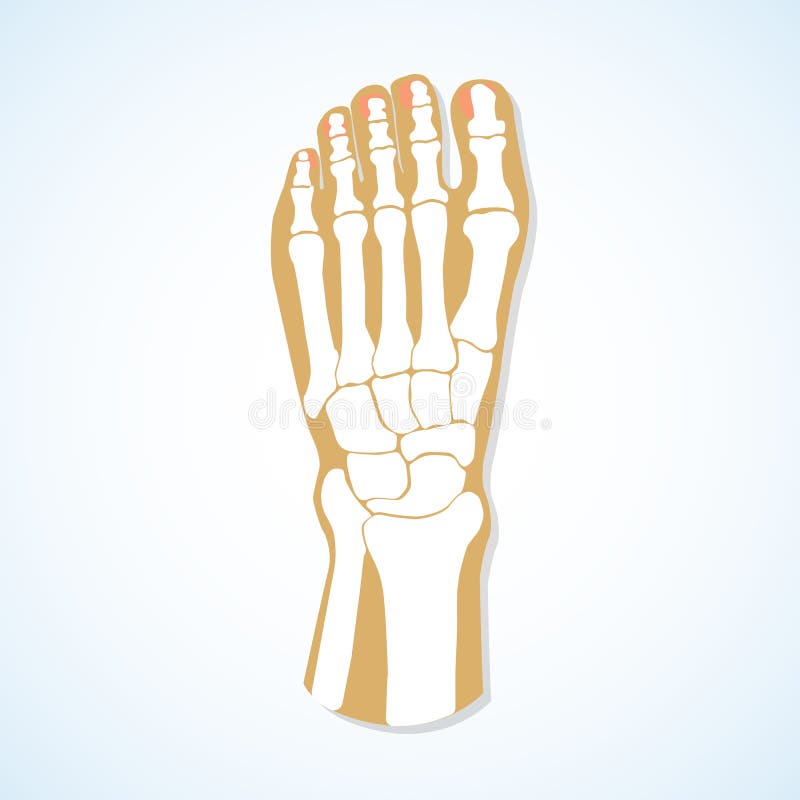 Flat Design of Foot and Skeleton Stock Vector - Illustration of medical ...