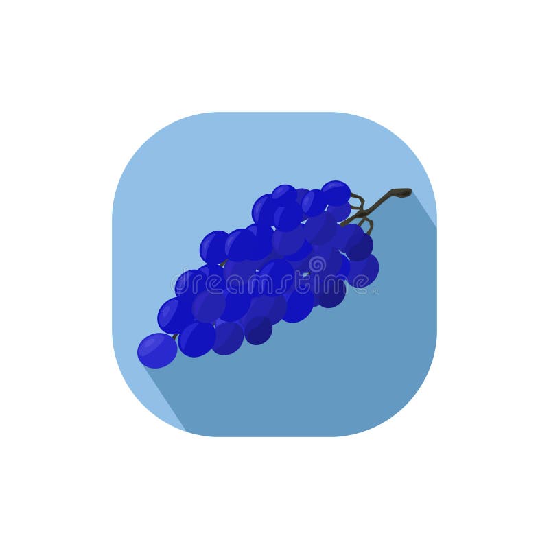 Flat design grapes stock vector. Illustration of farm - 193099120