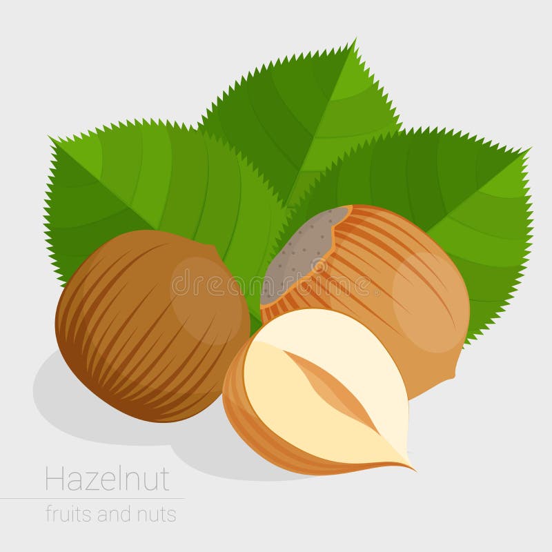 Hazelnut vector icon stock vector. Illustration of flat - 126765314