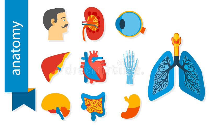 Flat Design Icons of Human Anatomy Stock Vector - Illustration of ...