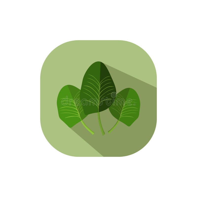 Flat design spinach stock vector. Illustration of baby - 193052946