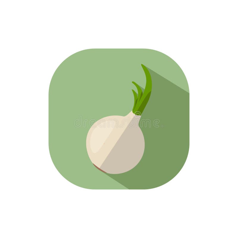 Flat design White Onion stock illustration. Illustration of macro ...