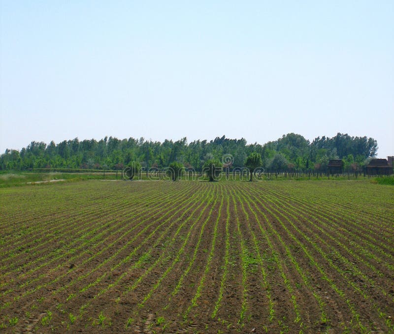 Flat Field of Seedlings stock image. Image of farm, blue - 183553531
