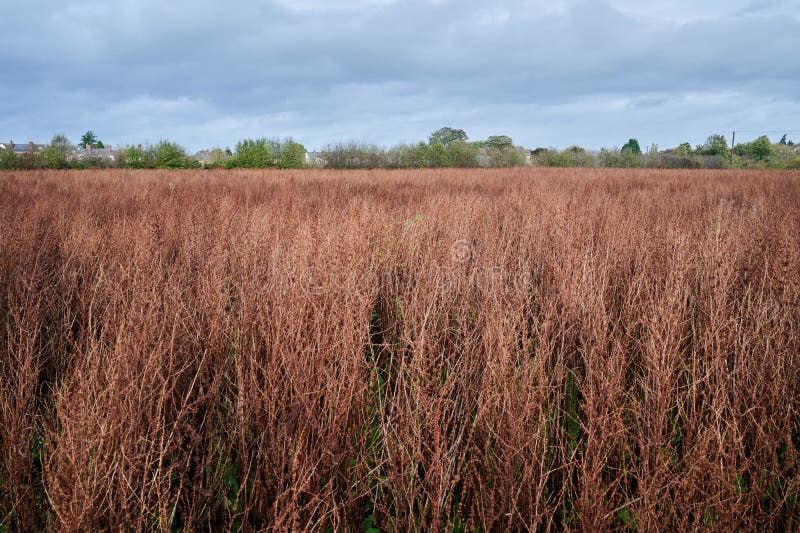 Flat Field Under Cloudy Sky Stock Photo - Image of rural, pastoral ...