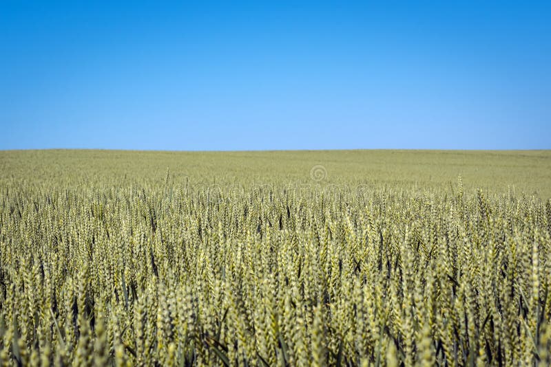 A Flat Field of Wheat with Spikelets Against a Clear Blue Sky Stock ...