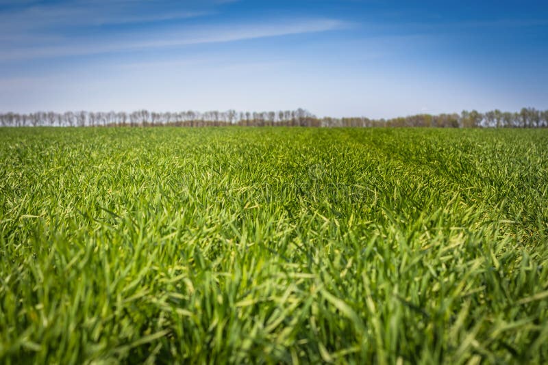 Flat Field of Young Wheat Against the Blue Sky Stock Photo - Image of ...