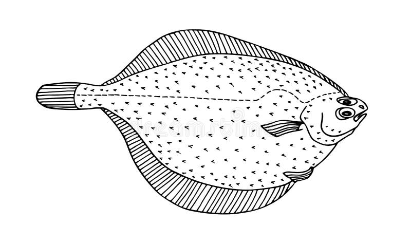 Flatfish Stock Illustrations – 466 Flatfish Stock Illustrations ...