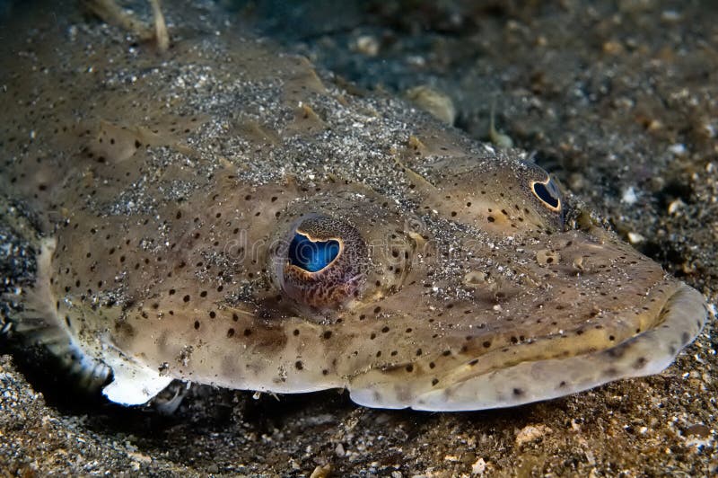 Flat Fish Indonesia Sulawesi Stock Photo - Image of asia, salt: 1790242